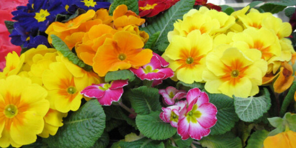 Jaglac - ljekoviti vjesnik proljeća - Ukrasno i ljekovito bilje ...