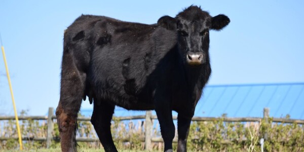 Japansko Wagyu govedo "teško" nevjerojatnih 50.000 eura - Stočarstvo ...