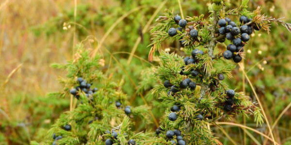 Zdravlje iz klekinih bobica ili "kleka kao apoteka" - Ukrasno i ...