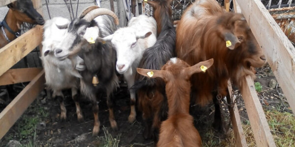 Domaće pasmine koza su zapostavljene - Stočarstvo | Agroklub.com