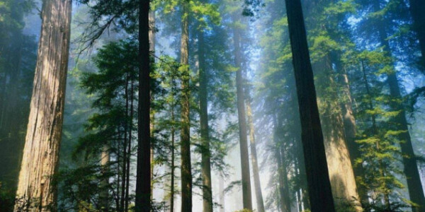 Na Kozari nove sadnice smrče, hrasta, bora i javora - Šumarstvo ...