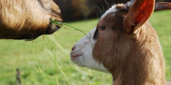 Veliki i mali metilj - opasni paraziti - Stočarstvo | Agroklub.com