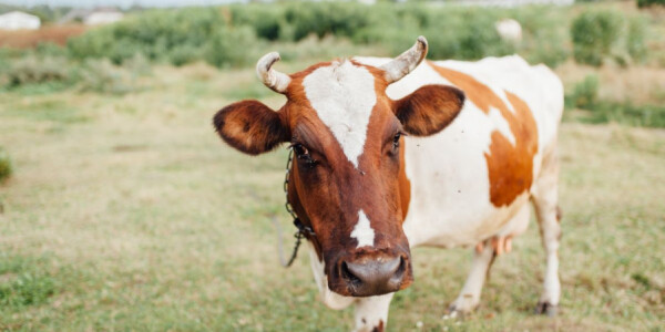 Europska komisija vs Tolušić: za pašnjak ne trebaju krave? - Stočarstvo ...