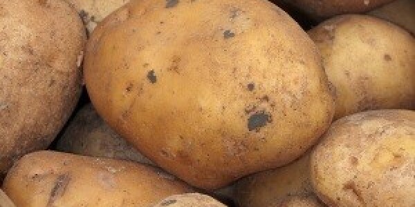 Krumpir ipak na vrijeme zasađen - Povrćarstvo | Agroklub.com