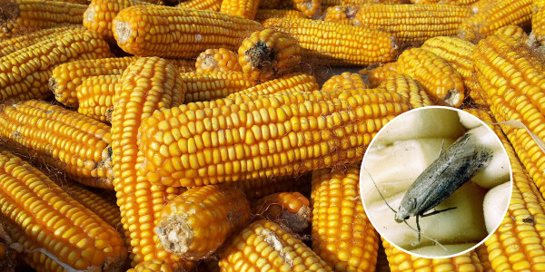 Štetni insekti uskladištenih žitarica i kukuruza - preventiva najbolja ...