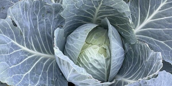 Rane sorte kupusa za plasteničku proizvodnju, prije glavne sezone ...