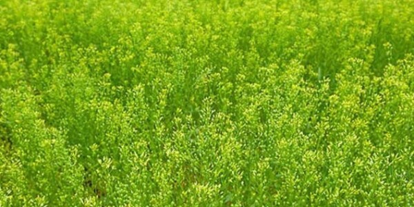 Šta je lanik i kako se gaji? - Ratarstvo | Agroklub.rs