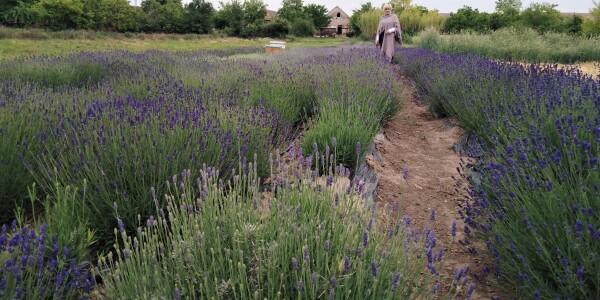 Polje lavande cveta kod Sombora: Čeka se pun rod za tržište - Ukrasno i ...