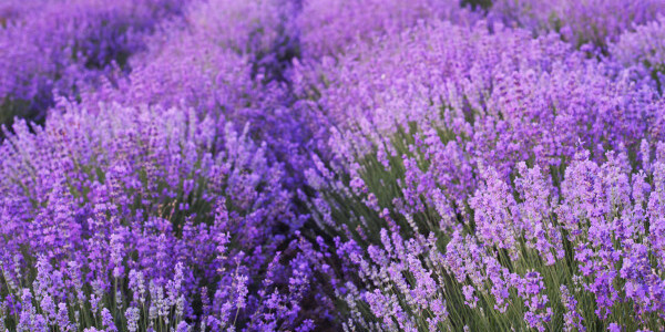 Lavanda - biljka za slabije plodna zemljišta - Ukrasno i lekovito bilje ...