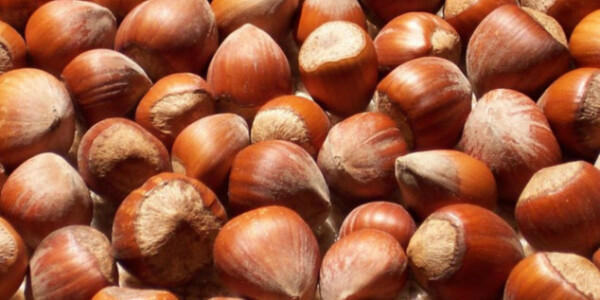 Lešnik - dobra cena i otvoreno tržište - Voćarstvo | Agroklub.rs