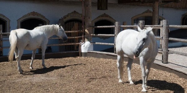 Lipicaneri će se naći na UNESCO-voj listi nematerijalne baštine ...