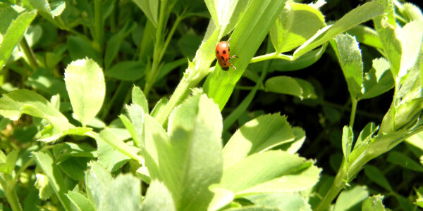 Lucerkina buba - umanjuje prinos i do 50 odsto: Kako je suzbiti ...