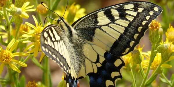 Lastin rep i prugasto jedarce - ugroženi leptiri sličnog izgleda ...