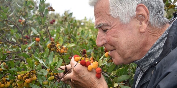 Neodoljiva privlačnost plodova planike: Magunje ukusne i ljekovite, ali ...