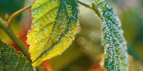 Suzbijanje grinje maline - Voćarstvo | Agroklub.com