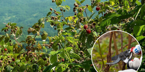Nakon berbe, malinjak pripremite za narednu godinu - Voćarstvo ...