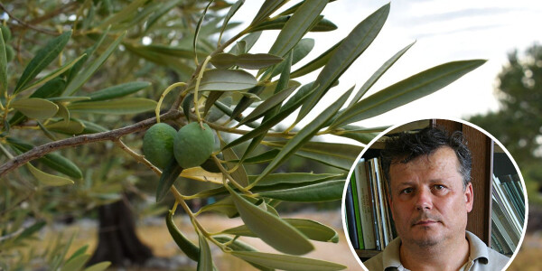 Đani Benčić: Svjetska smo maslinarska sila, a ne možemo ponuditi stolne ...