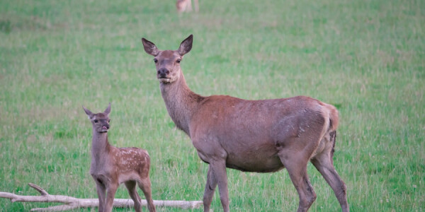 Pojava velikog američkog jetrenog metilja - Šumarstvo | Agroklub.com