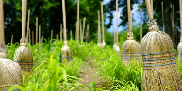 I metla ima znanost koja se njome bavi - Eko proizvodnja | Agroklub.com