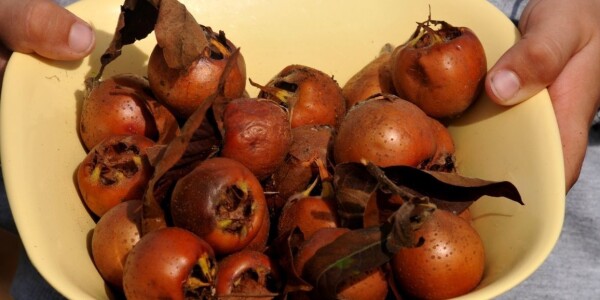 Mušmula - pomalo zaboravljeno, a lekovito voće - Voćarstvo | Agroklub.rs