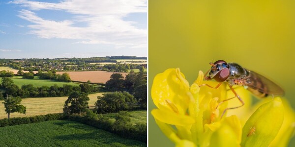 Kako drveće na rubovima parcela privlači osolike muhe i štiti usjeve ...