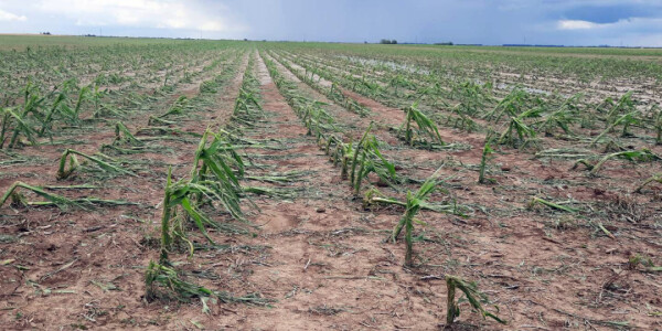 Kukuruz: Pregrmeo mraz i oluju, šta će tek biti - da li je do nas ...