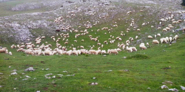 Sjenička ovca - malo traži, puno daje - Stočarstvo | Agroklub.rs