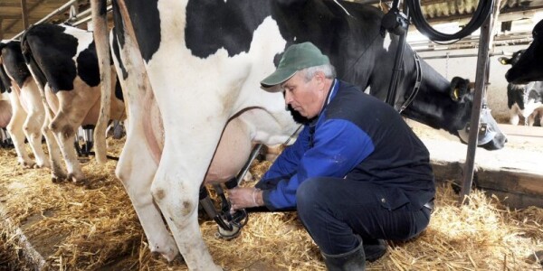 10 godina, 10 radnika, 200 krava i mini sirana! - Stočarstvo | Agroklub.com