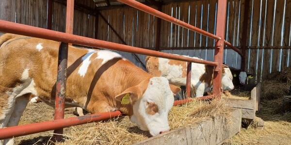 Kako treba da se projektuje staja za uzgoj teladi? - Stočarstvo ...