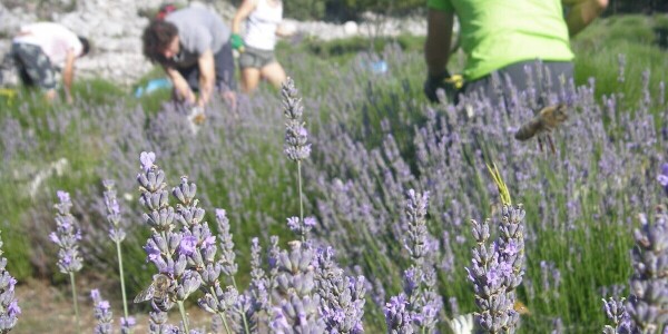 Lavanda inspirirala za diplomski rad, polje i danas posluži kao ...