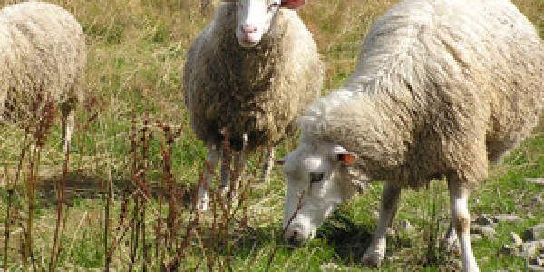 Vuna, nekad glavni ovčji proizvod, danas glavni problem - Stočarstvo ...