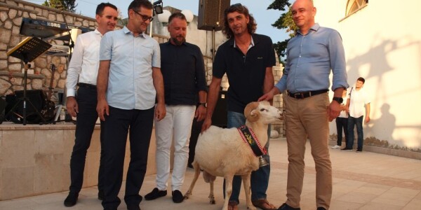 Ovan Đovanija Fabijanića šampion 18. Izložbe paške ovce i paškog sira ...