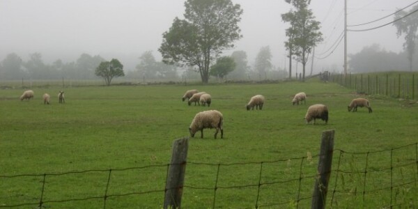 Prodaja pašnjaka u Karlovačkoj županiji - Poljoprivredne vijesti ...