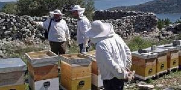 Biokovski med i kao pčelinji eko-med - Pčelarstvo | Agroklub.com