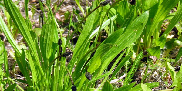 Ljekoviti uskolisni trputac: Biljka buntovnica prilagodljiva klimatskim ...