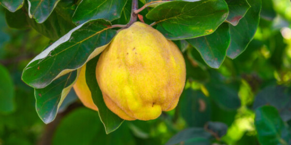 Dunja - raste slobodno a ne traži mnogo - Voćarstvo | Agroklub.rs