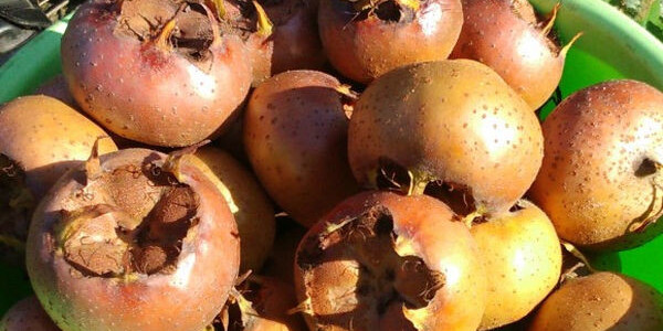 Kako uzgajati mušmulu - pomalo zaboravljeno voće? - Voćarstvo | Agroklub.rs