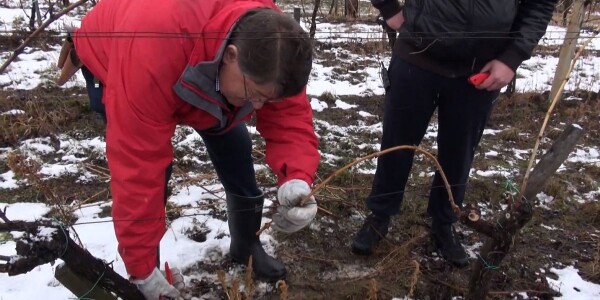 Nakon rezidbe ispravno povežite duže grane vinove loze - Vinogradarstvo ...