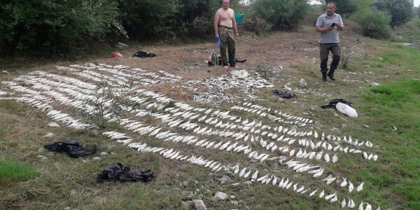 U Kolubari uginulo više od pola tone ribe, zagađenje zahvatilo i rečni ...