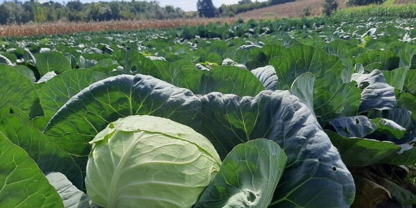 Kupus bukurešt odličan za uzgoj - otporan na sušu? - Povrćarstvo ...
