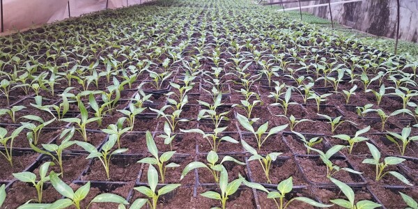 Za rasad važno dobro seme, pravilno kaljenje i temperatura ...