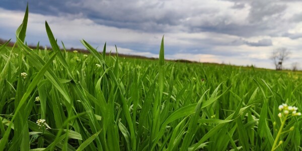 Prinosi useva 2023.: Kako izgleda aprilska prognoza? - Ratarstvo ...