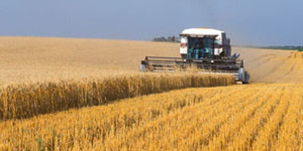 Skupo kombajniranje - Ratarstvo | Agroklub.com