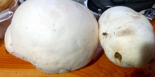 Puhara od preko dva kilograma - večera za pet muškaraca - Šumarstvo ...