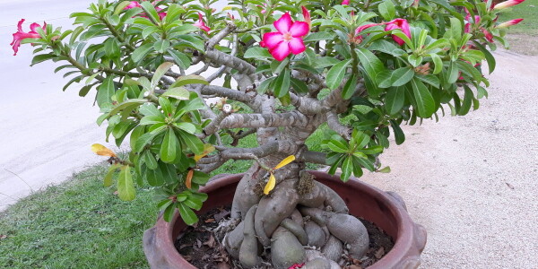 Njega pustinjske ruže - biljke krupnih i jarkih cvjetova - Ukrasno i ...