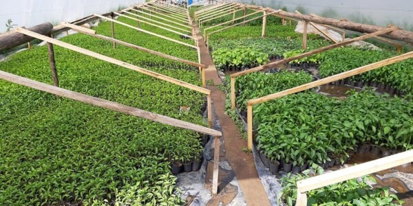 Top sedam saveta za uzgoj i održavanje zdravog rasada povrća - Povrtarstvo | Agroklub.rs