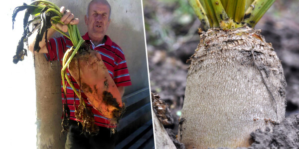 Gigantska stočna repa izazvala pometnju - kako su je uzgajali ...