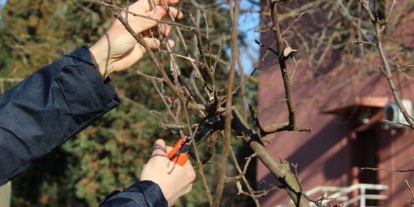 Stare, tradicijske sorte voćki ne treba orezivati? Stručnjaci kažu ...