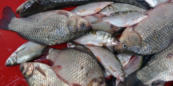 Javni natječaj za dodjelu povlastica za gospodarski ribolov na rijekama ...