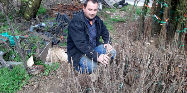 Crna, bela i crvena ribizla sve traženija - kako se uzgaja? - Voćarstvo ...